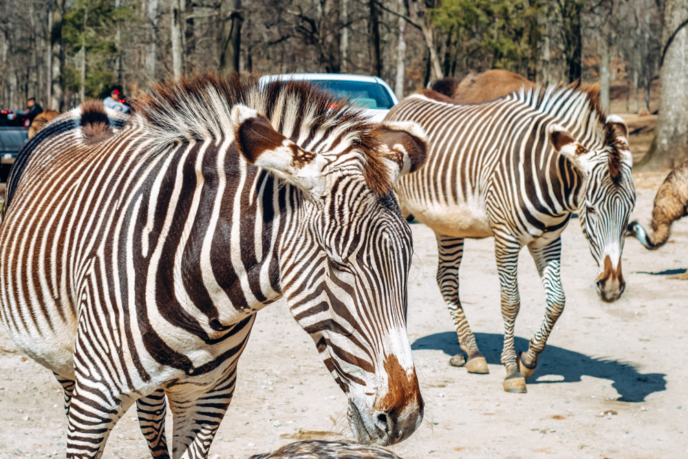 16 FANTASTIC Things To Do in Mooresville, NC (+ Map!)